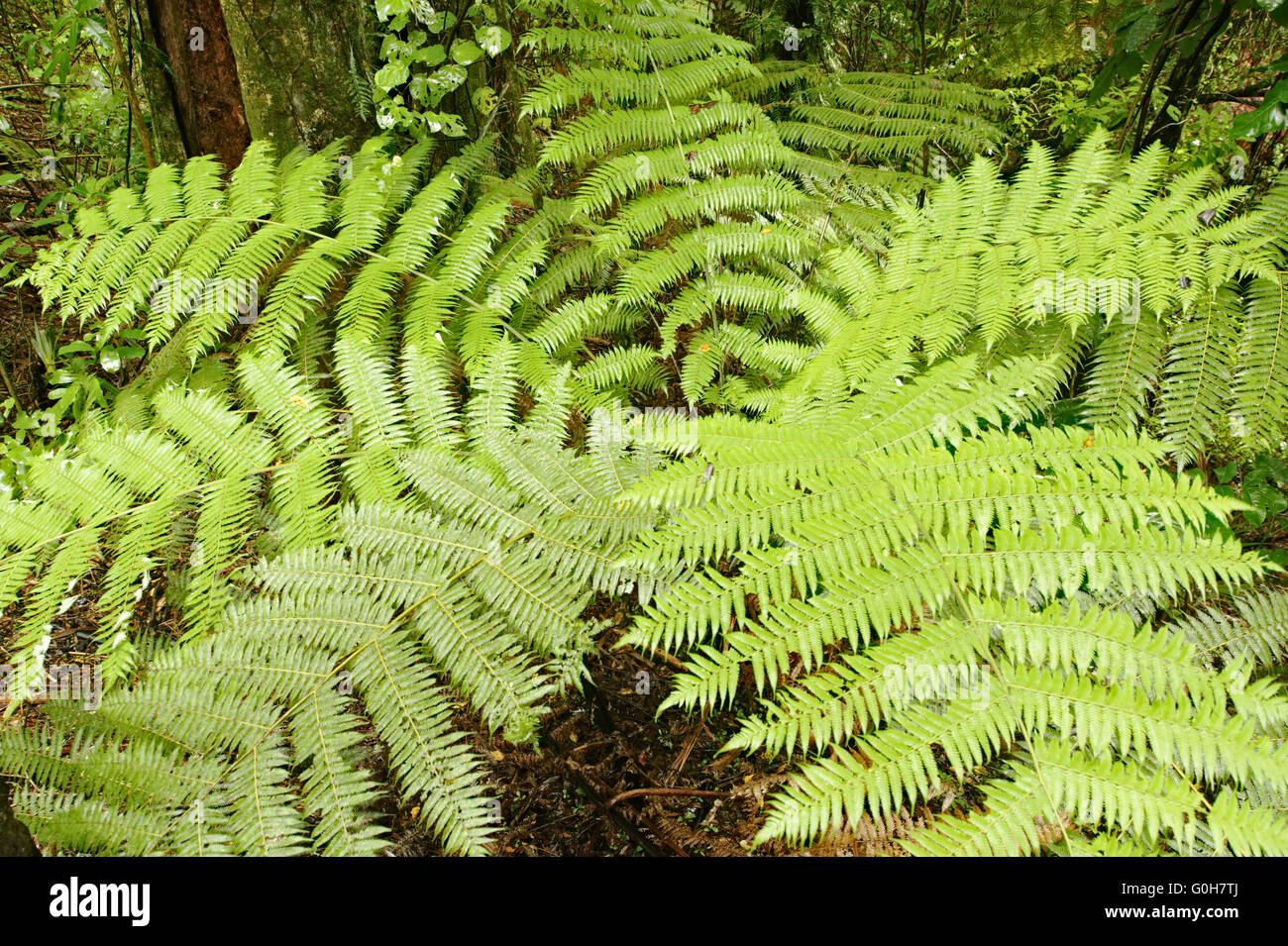 Large ferns hi-res stock photography and images - Alamy