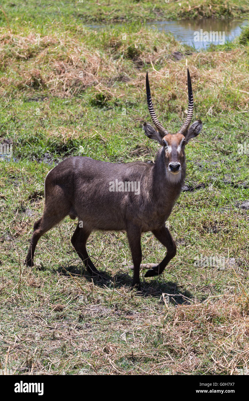 Male waterbuck (Kobus ellipsiprymnus) walking around in the Okavango ...