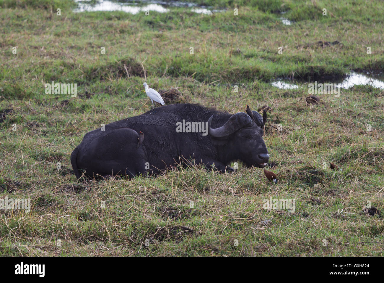 Birds sitting on african cape buffalo, while it is resting. Okavango ...