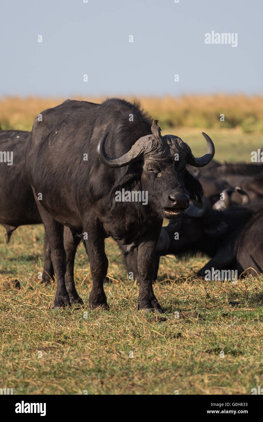 Bird (African Tickbird) sitting on african cape buffalos head. Okavango ...