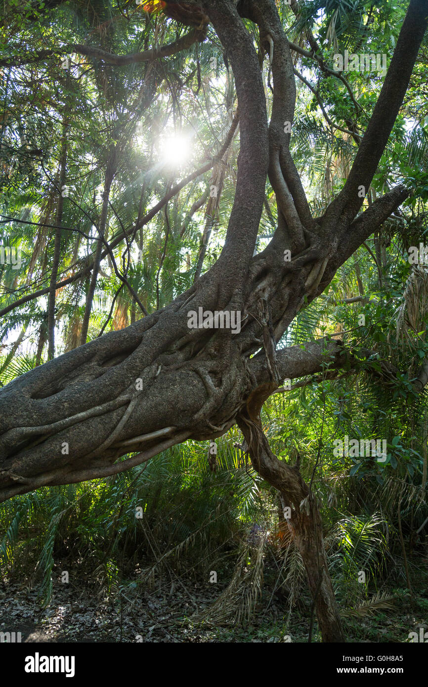 Africa tree root hi-res stock photography and images - Alamy