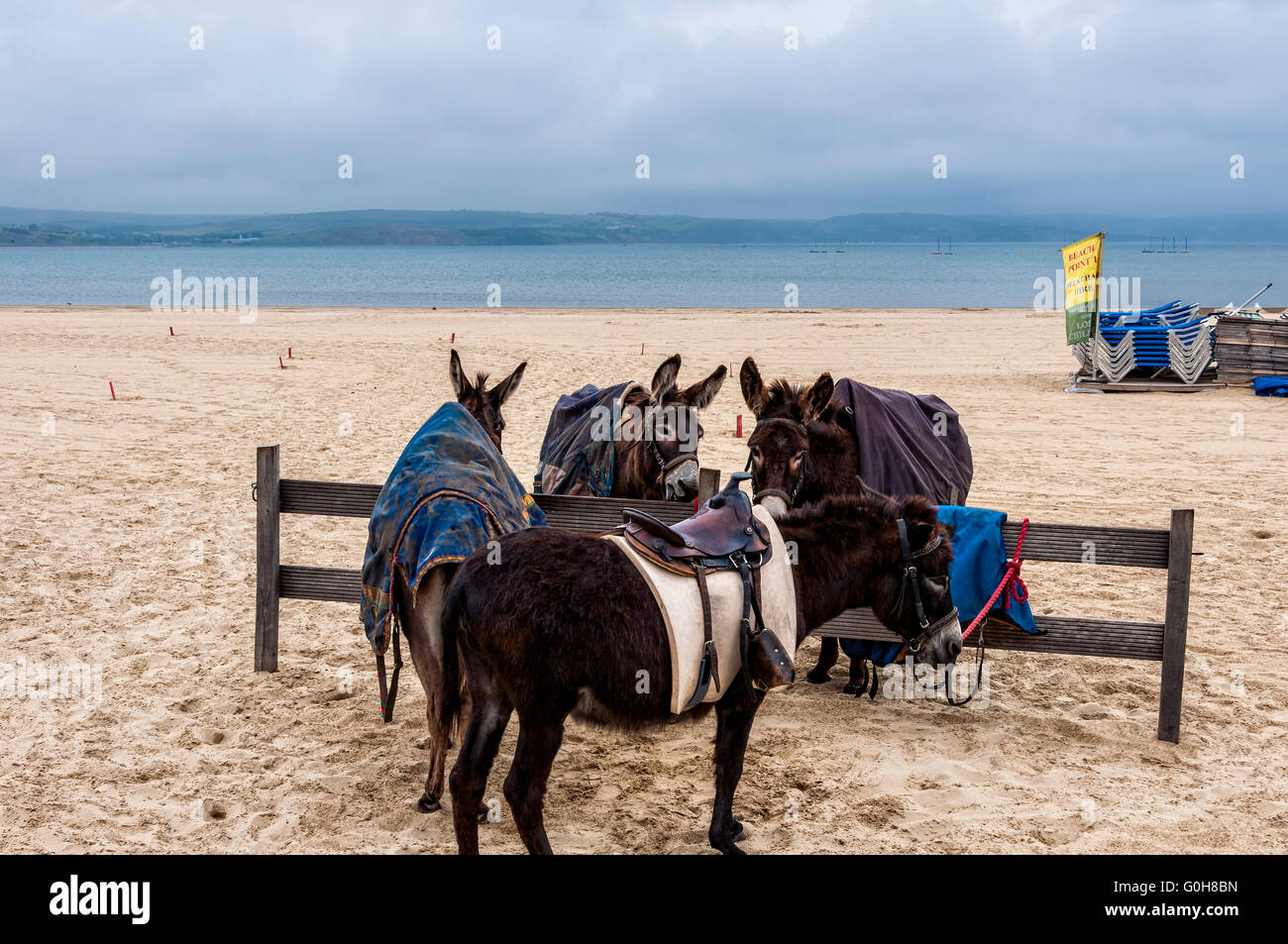 Weymouth donkeys hi-res stock photography and images - Alamy