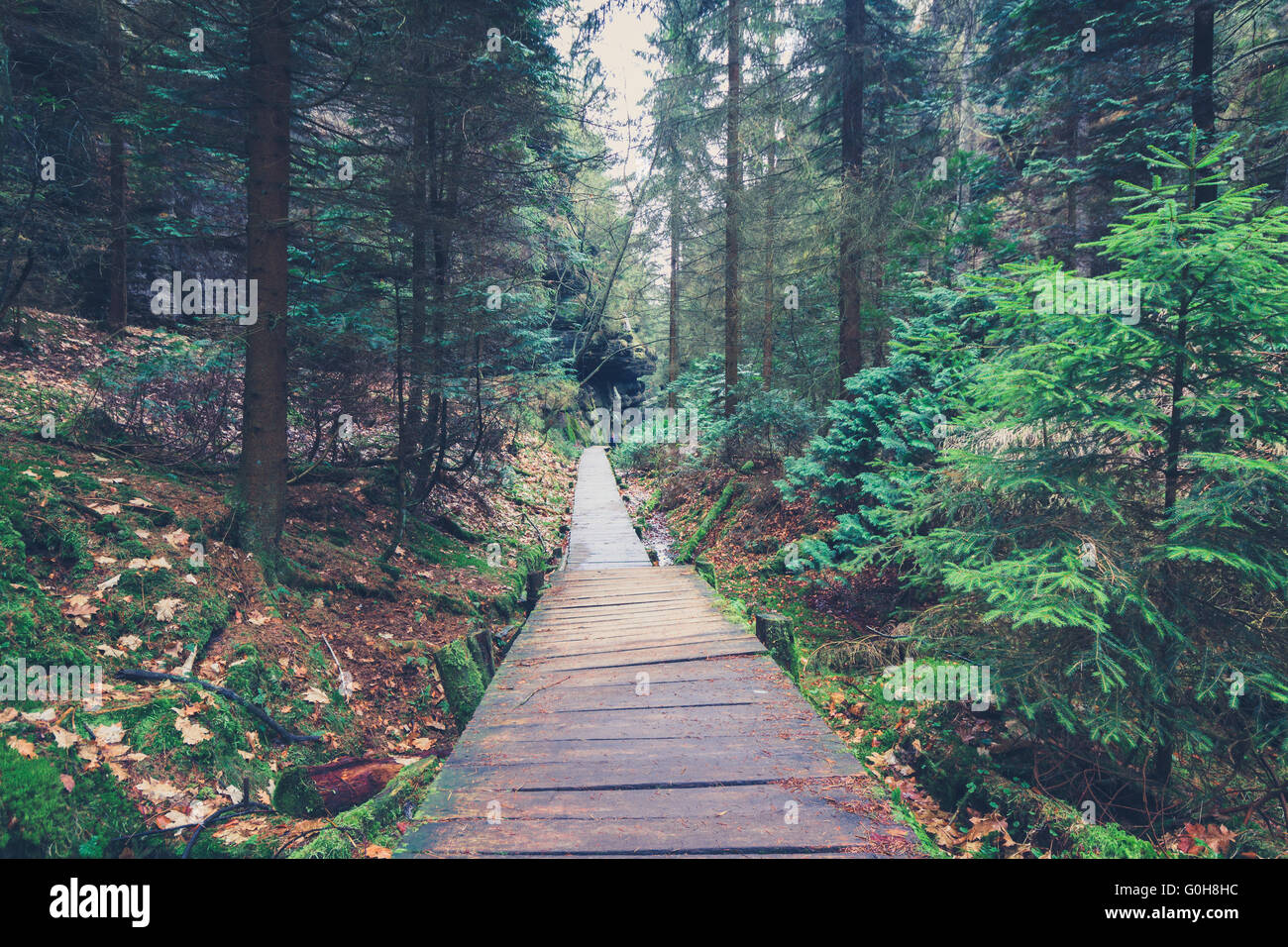 hiking path inside forest landscape Stock Photo - Alamy