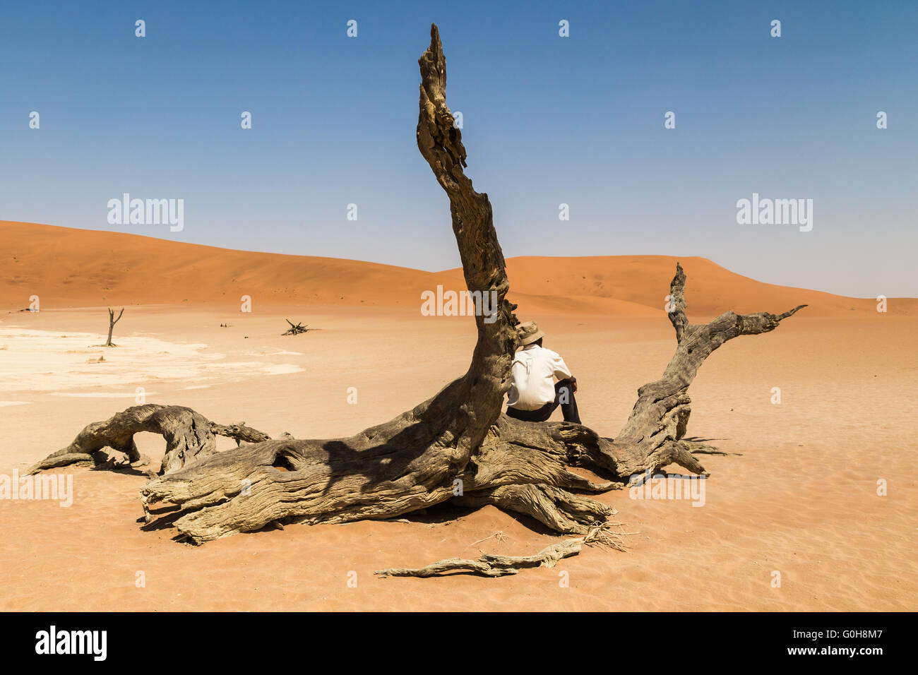 Old man tree stump hi-res stock photography and images - Alamy
