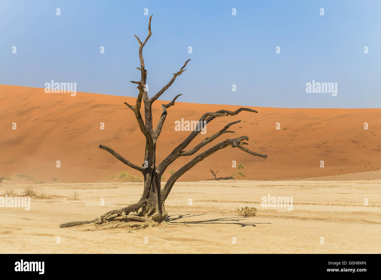 Dead trees standing in Deadvlei, Namibia. Desert landscape Stock Photo ...