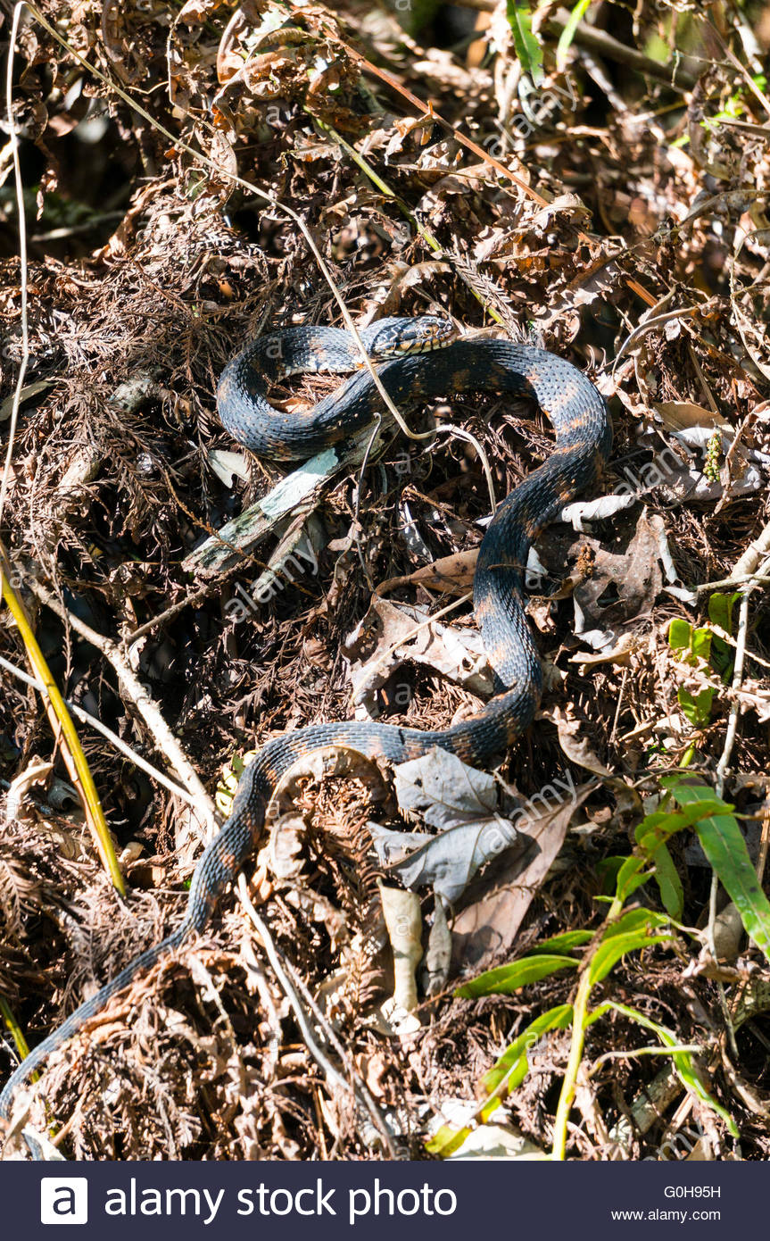 Florida Banded Water Snake High Resolution Stock Photography and Images ...