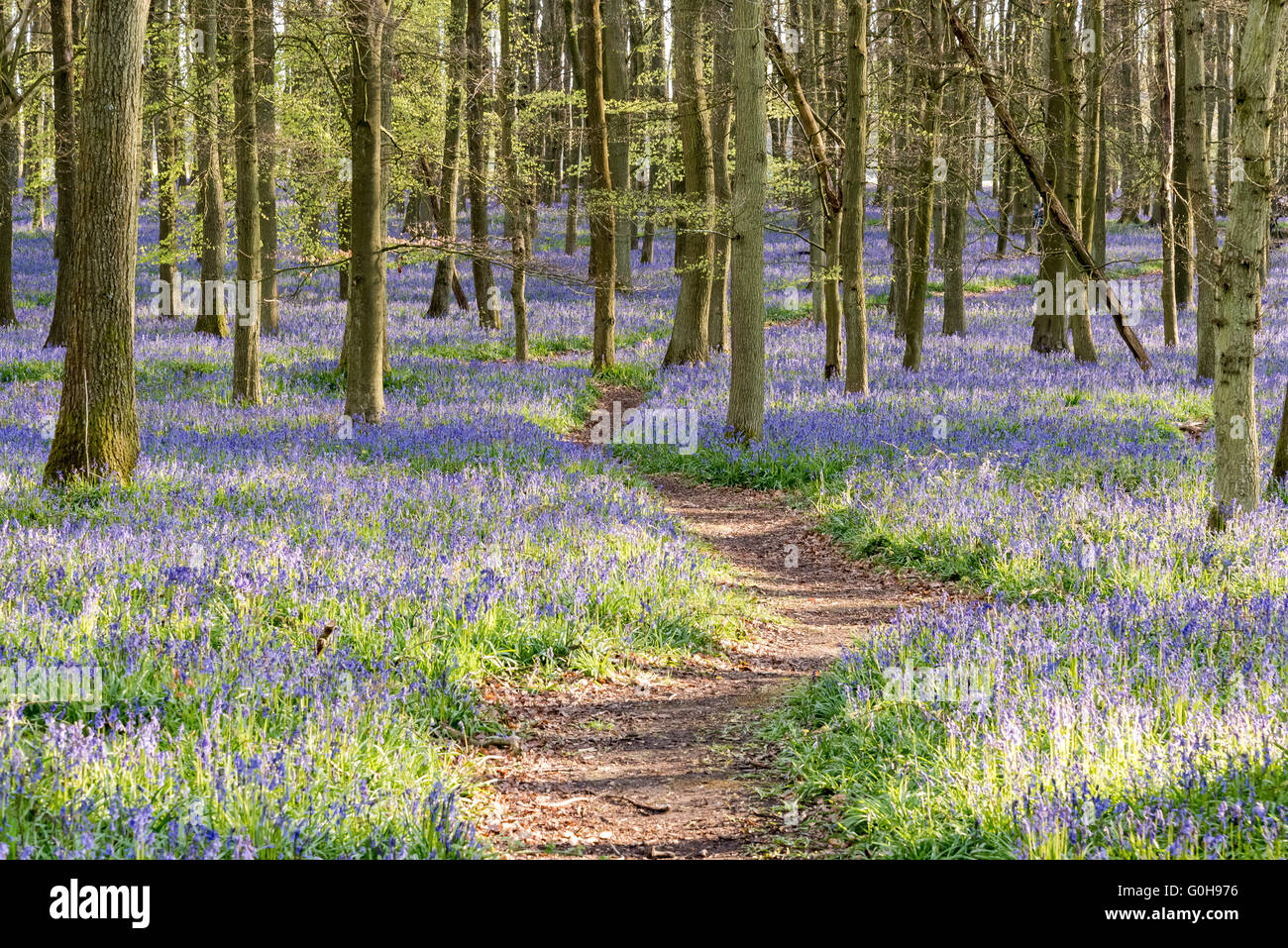 Windy path hi-res stock photography and images - Alamy
