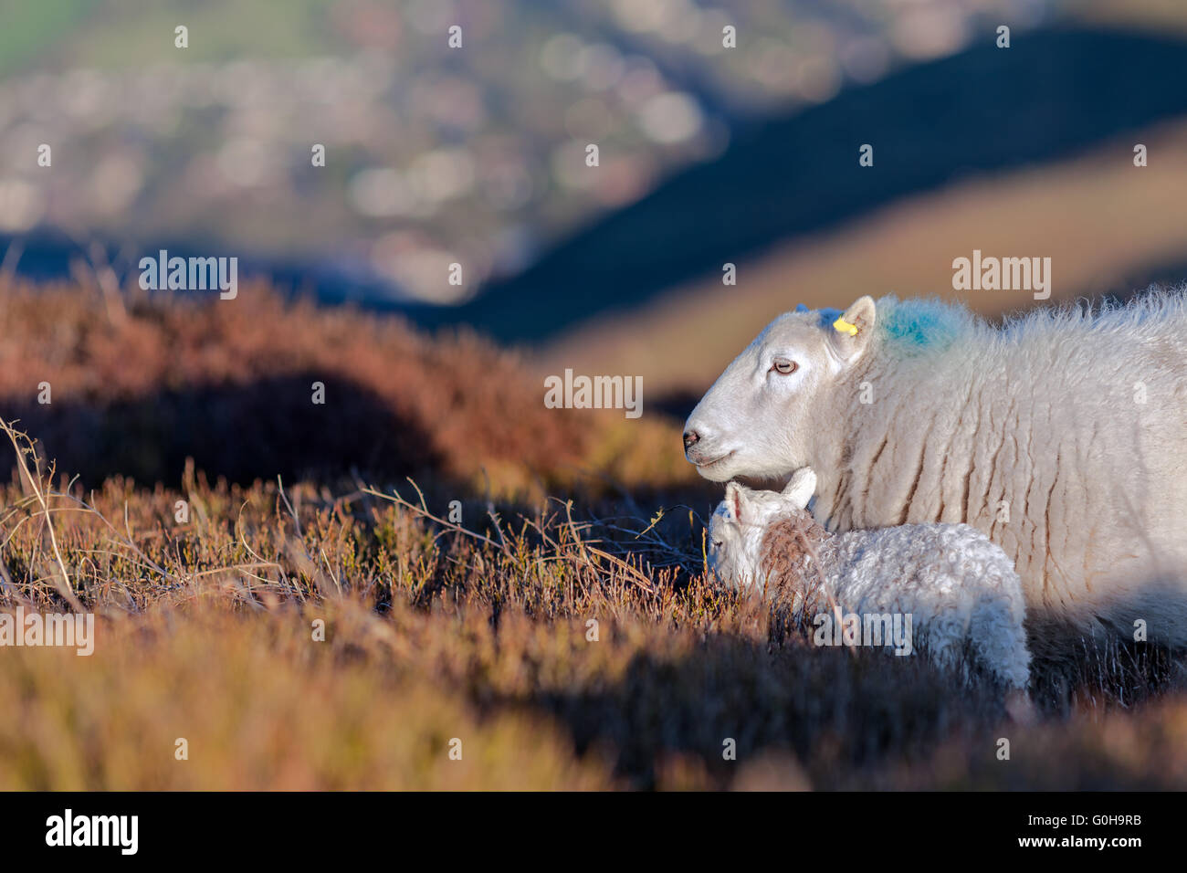 Mountain Sheep with a Little Lamb in Natural Hilly Environment Stock ...