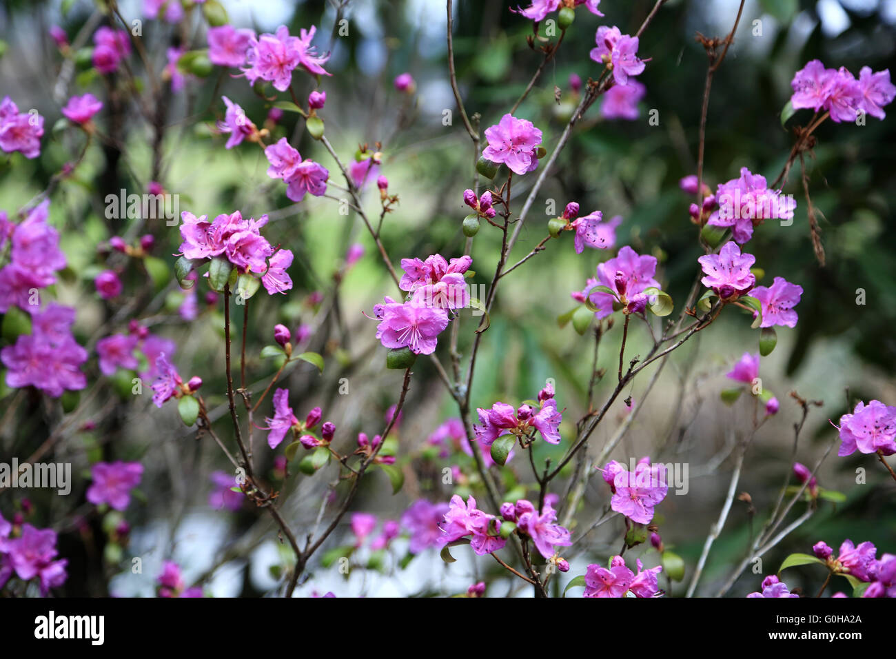 Blue azalea bush hi-res stock photography and images - Alamy