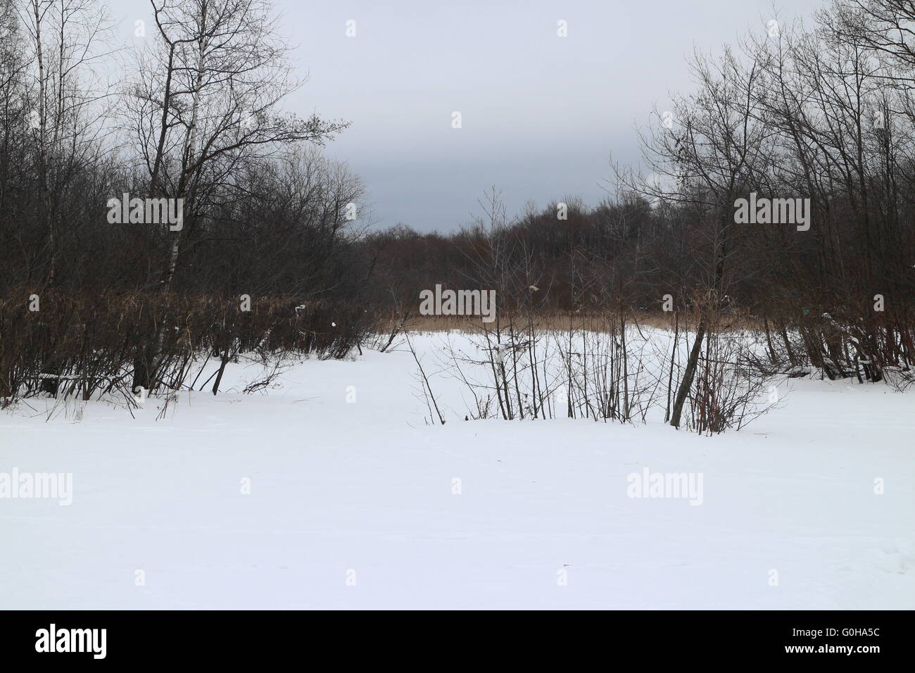 swamp winter landscape Stock Photo - Alamy