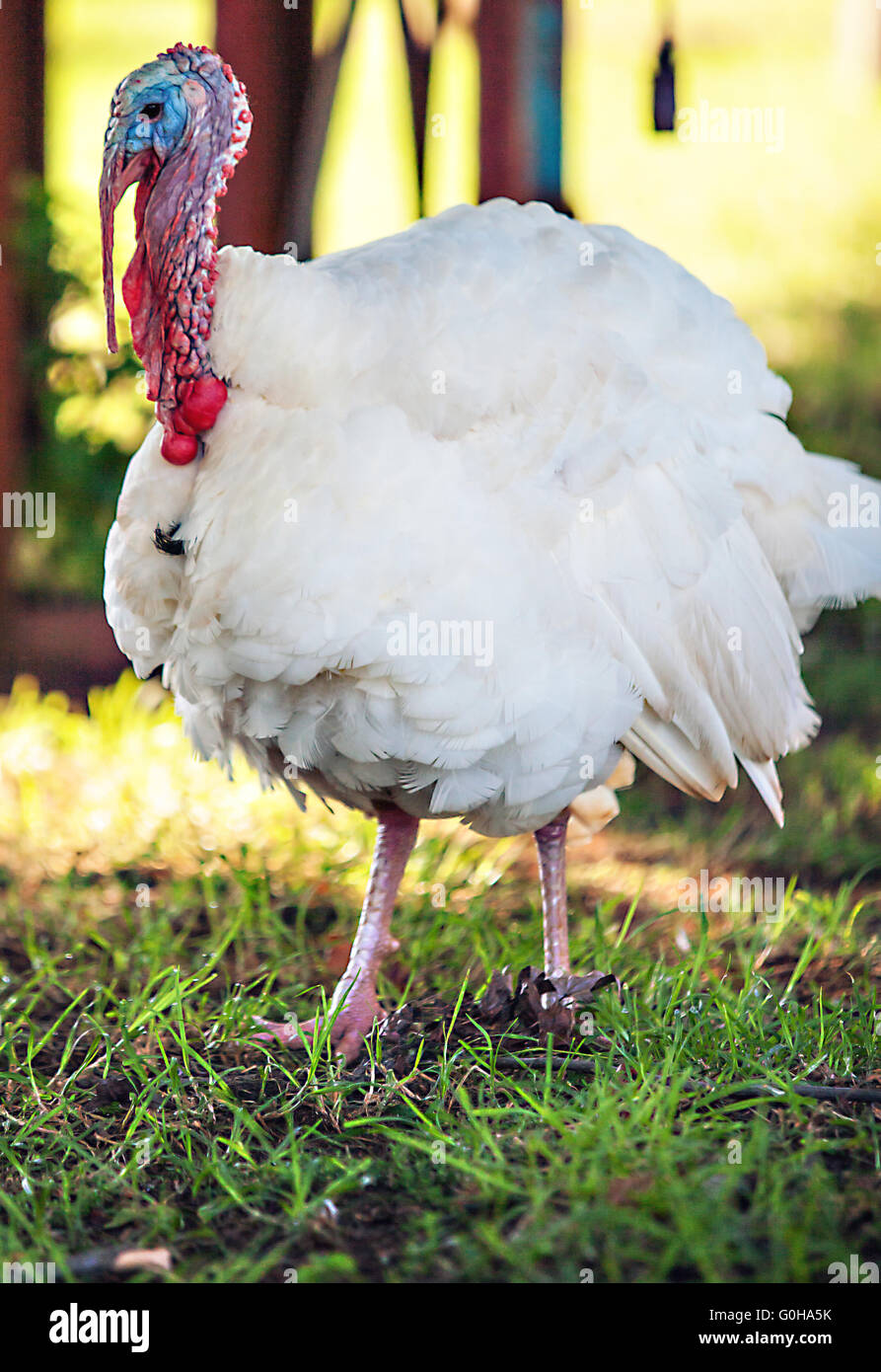 Turkey in South Africa Stock Photo - Alamy