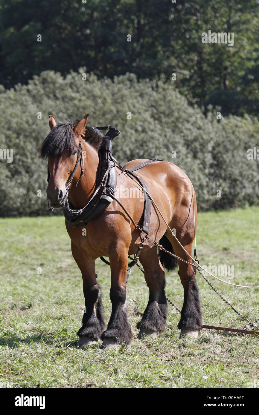Blood horse hi-res stock photography and images - Alamy