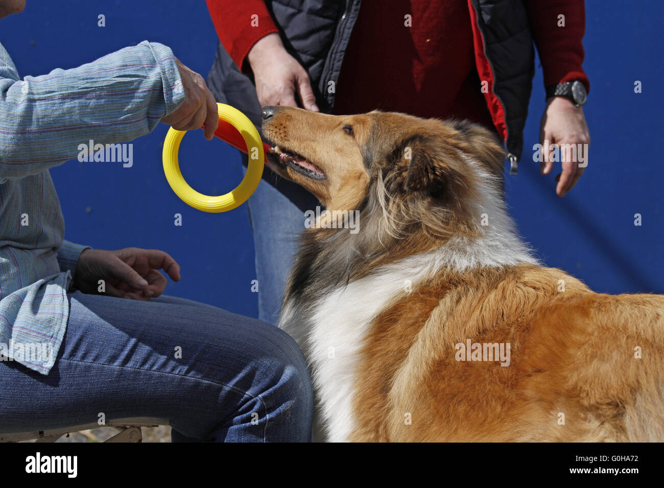 Multi colored dog hi-res stock photography and images - Alamy