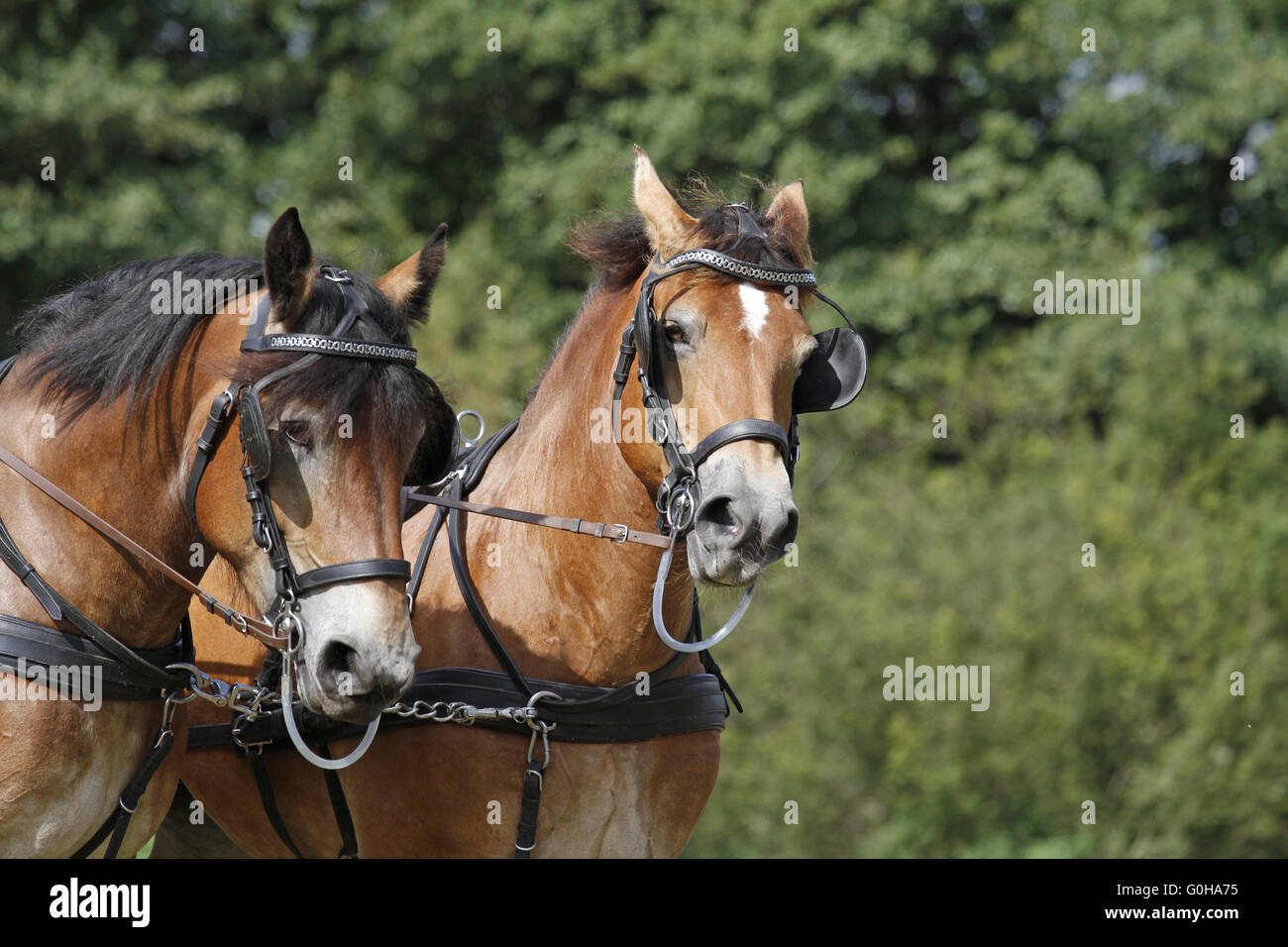 Horse cold blooded hi-res stock photography and images - Alamy