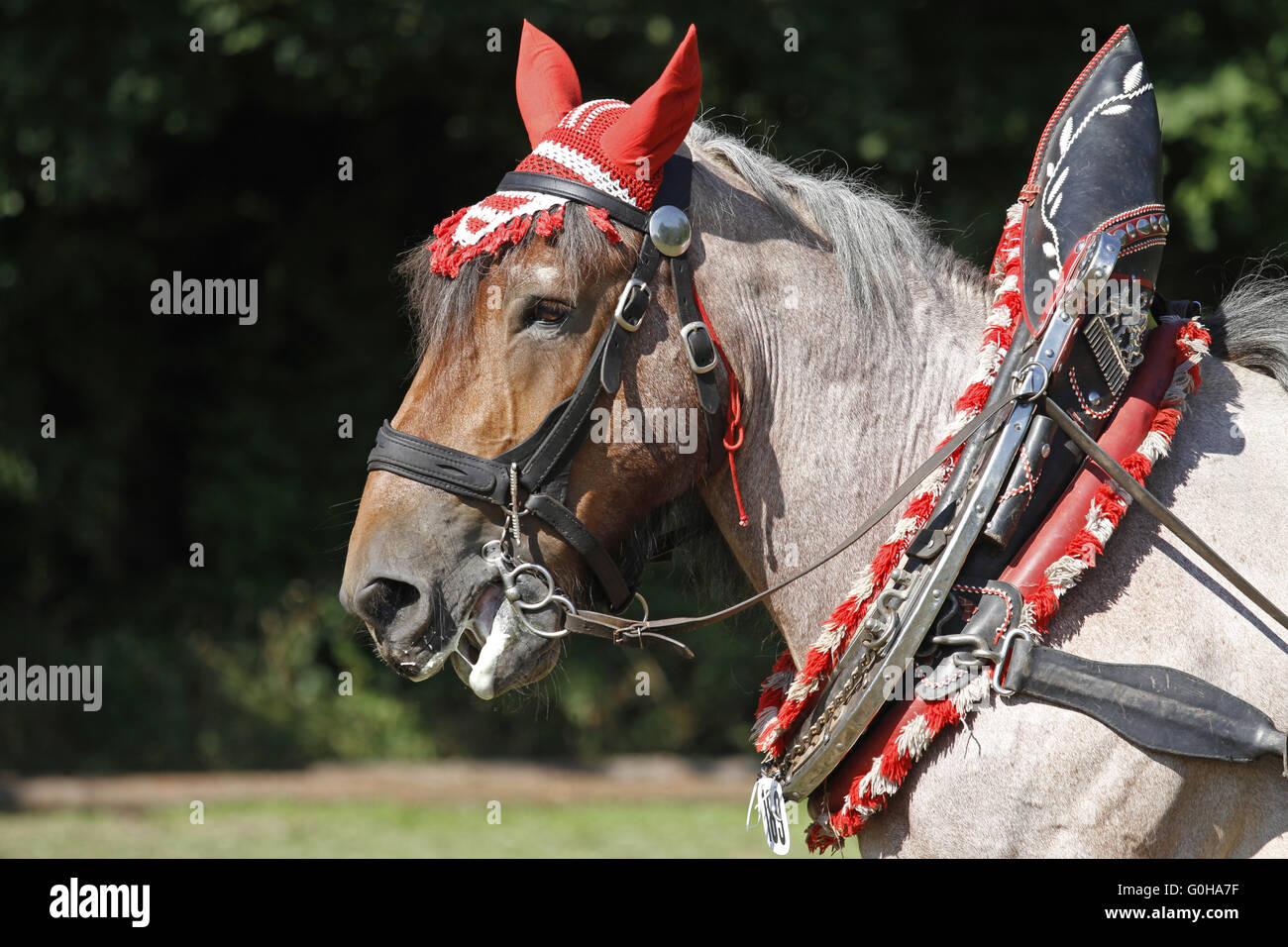 Horse cold blooded hi-res stock photography and images - Alamy