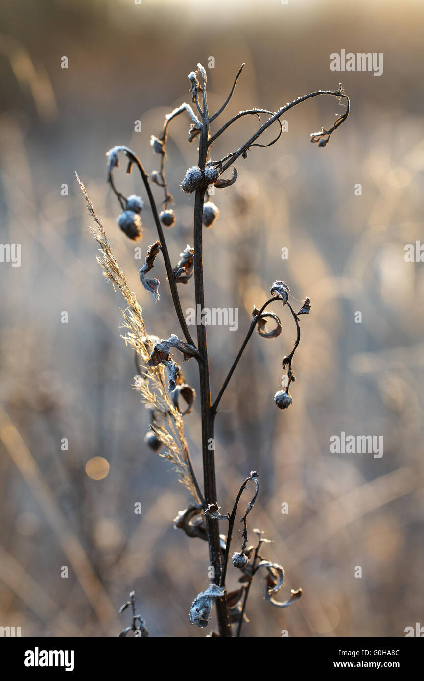 Dry thistle in the sun autumn Stock Photo - Alamy