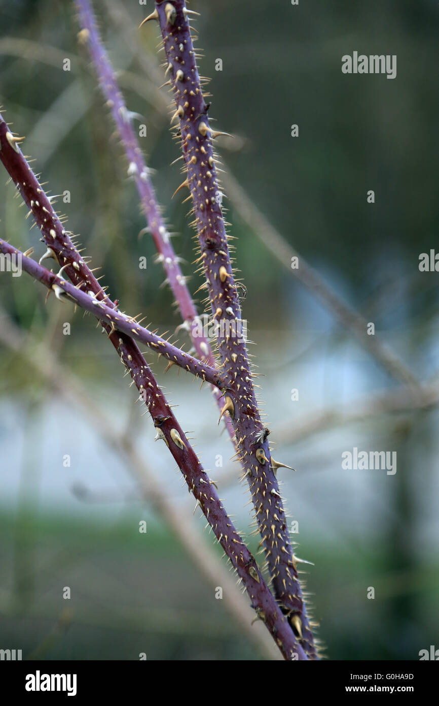Bramble of a rose Stock Photo - Alamy