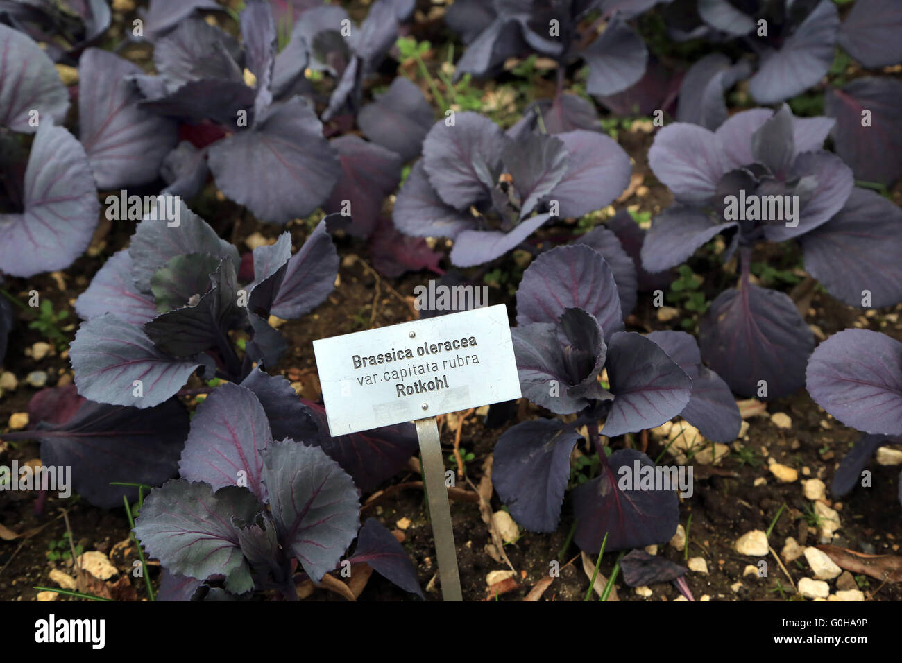 Cabbage label hi-res stock photography and images - Alamy