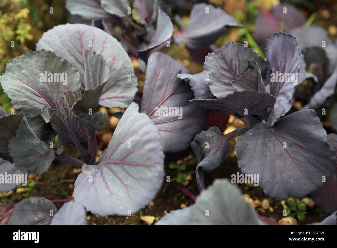 Red and purple plants hi-res stock photography and images - Alamy
