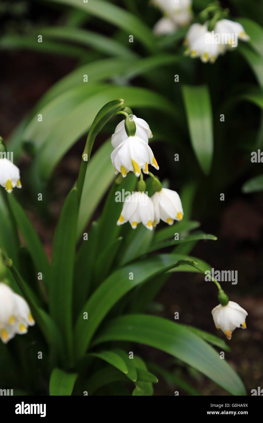 Spring snowflake hi-res stock photography and images - Alamy