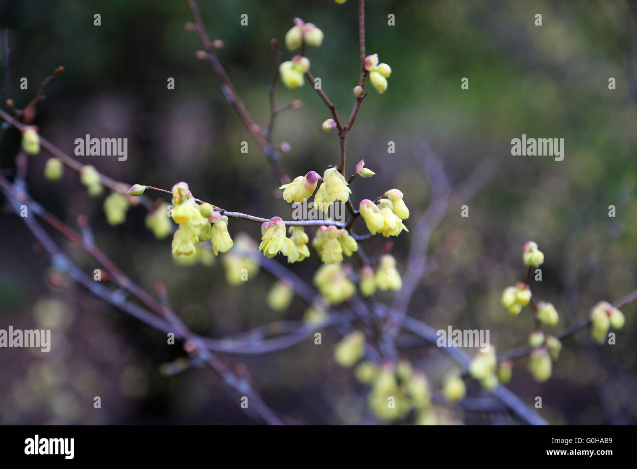 Buttercup winter hazel corylopsis pauciflora hi-res stock photography ...