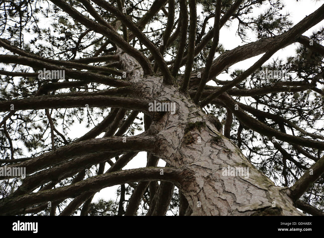 Pine tree with trank, branches and bark Stock Photo - Alamy