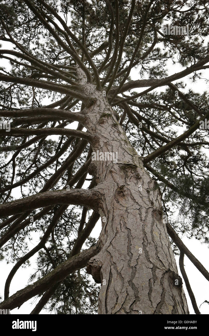 Conifer tree bark hi-res stock photography and images - Alamy