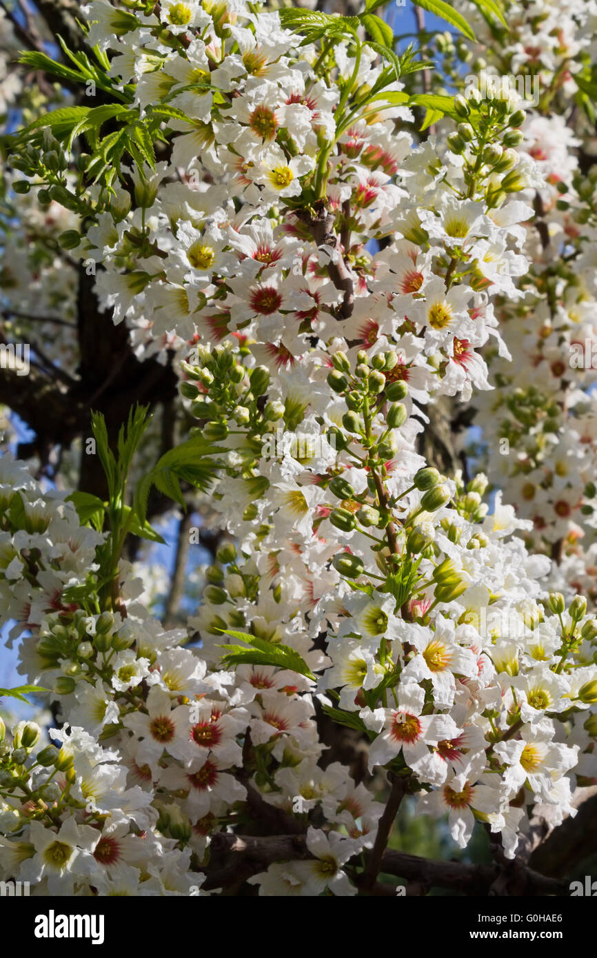 White flowers on a tree hi-res stock photography and images - Alamy