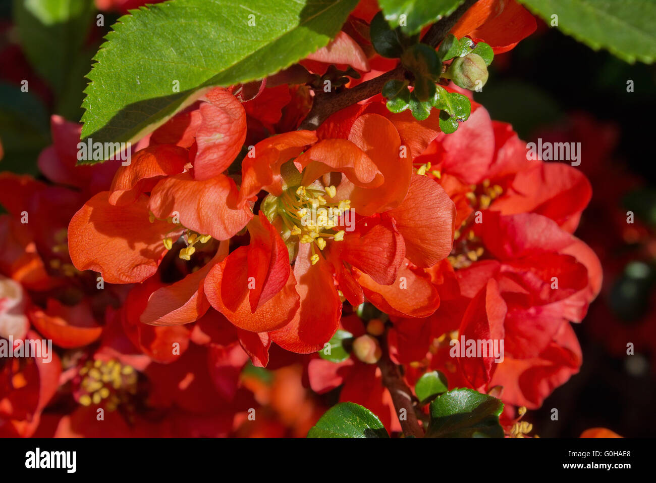 red flowers Japanese quince close up Stock Photo - Alamy