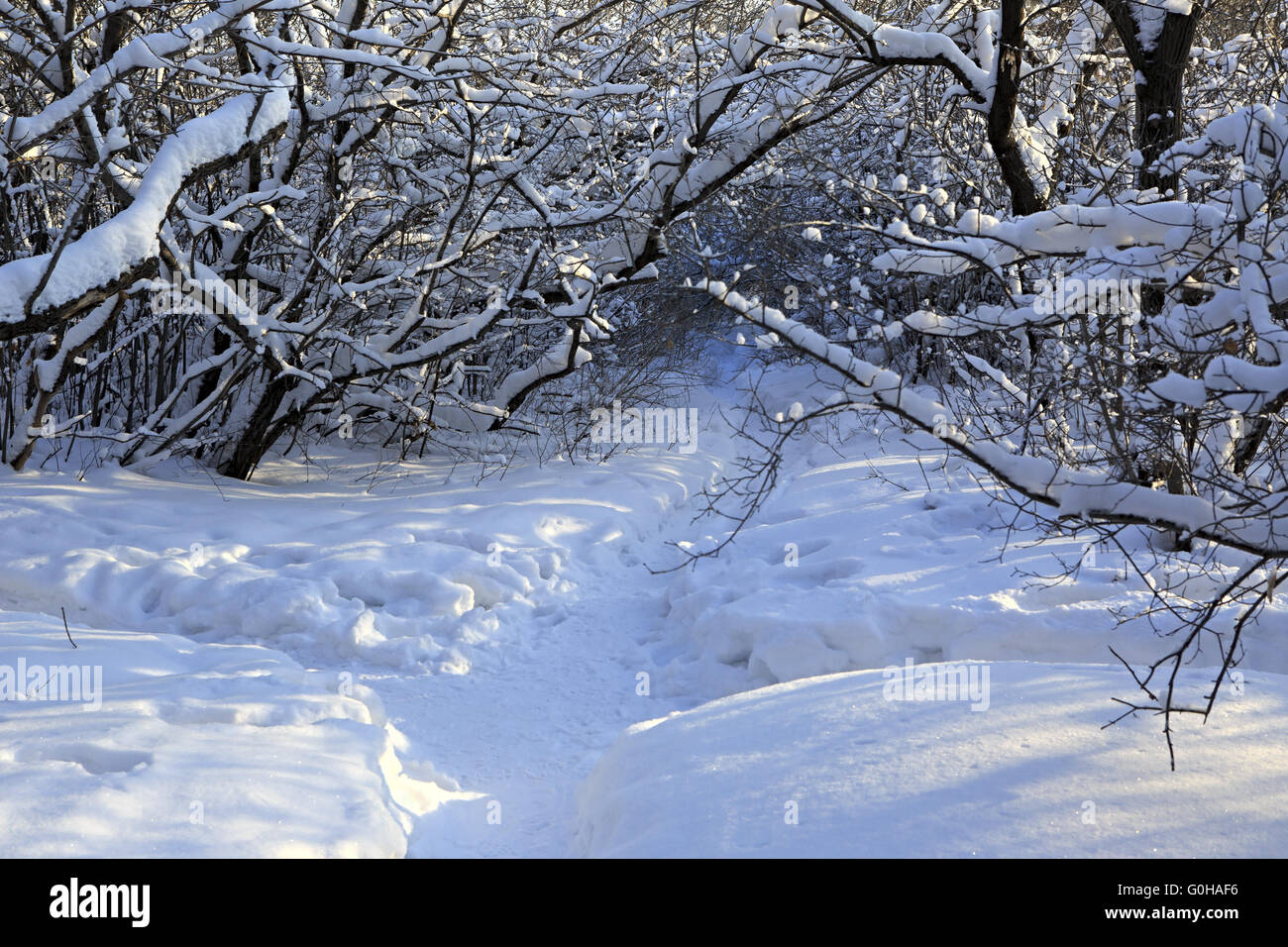 Path in snow drifts through the trees Stock Photo - Alamy