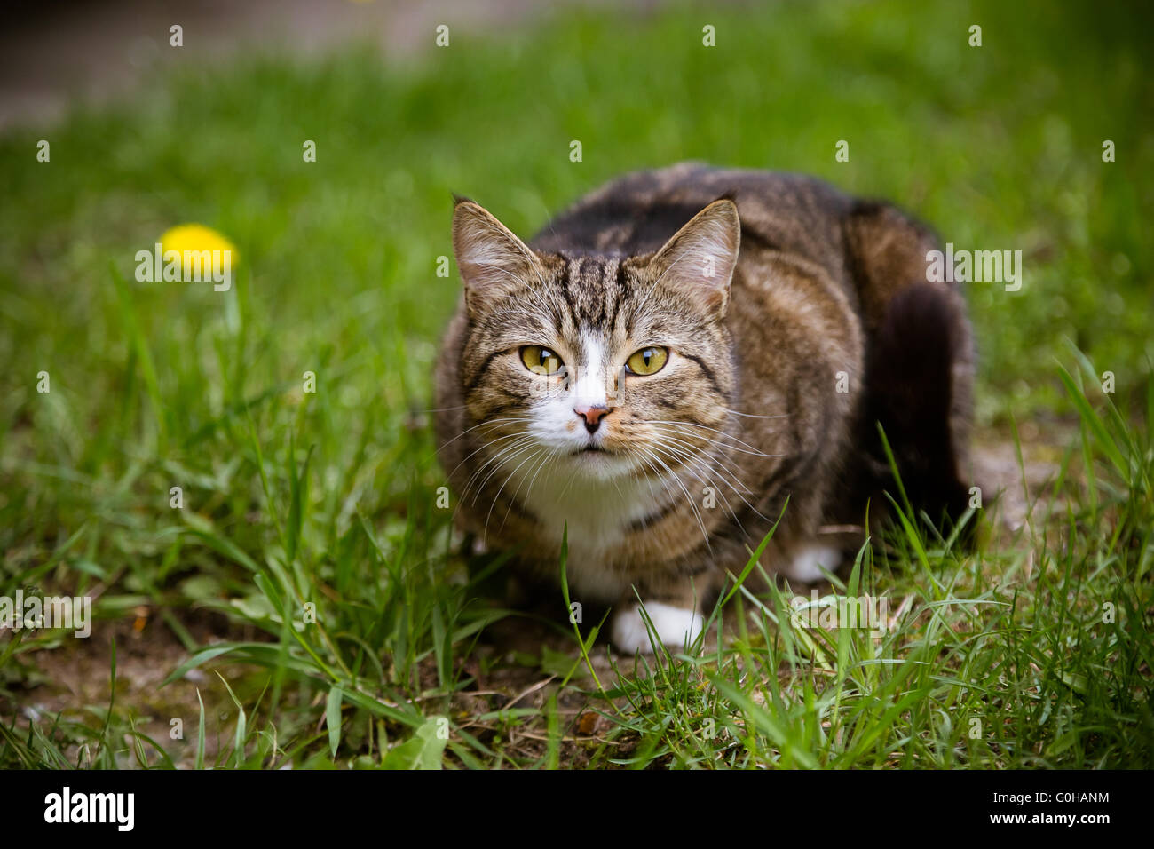 Portrait of cat looking at camera Stock Photo - Alamy