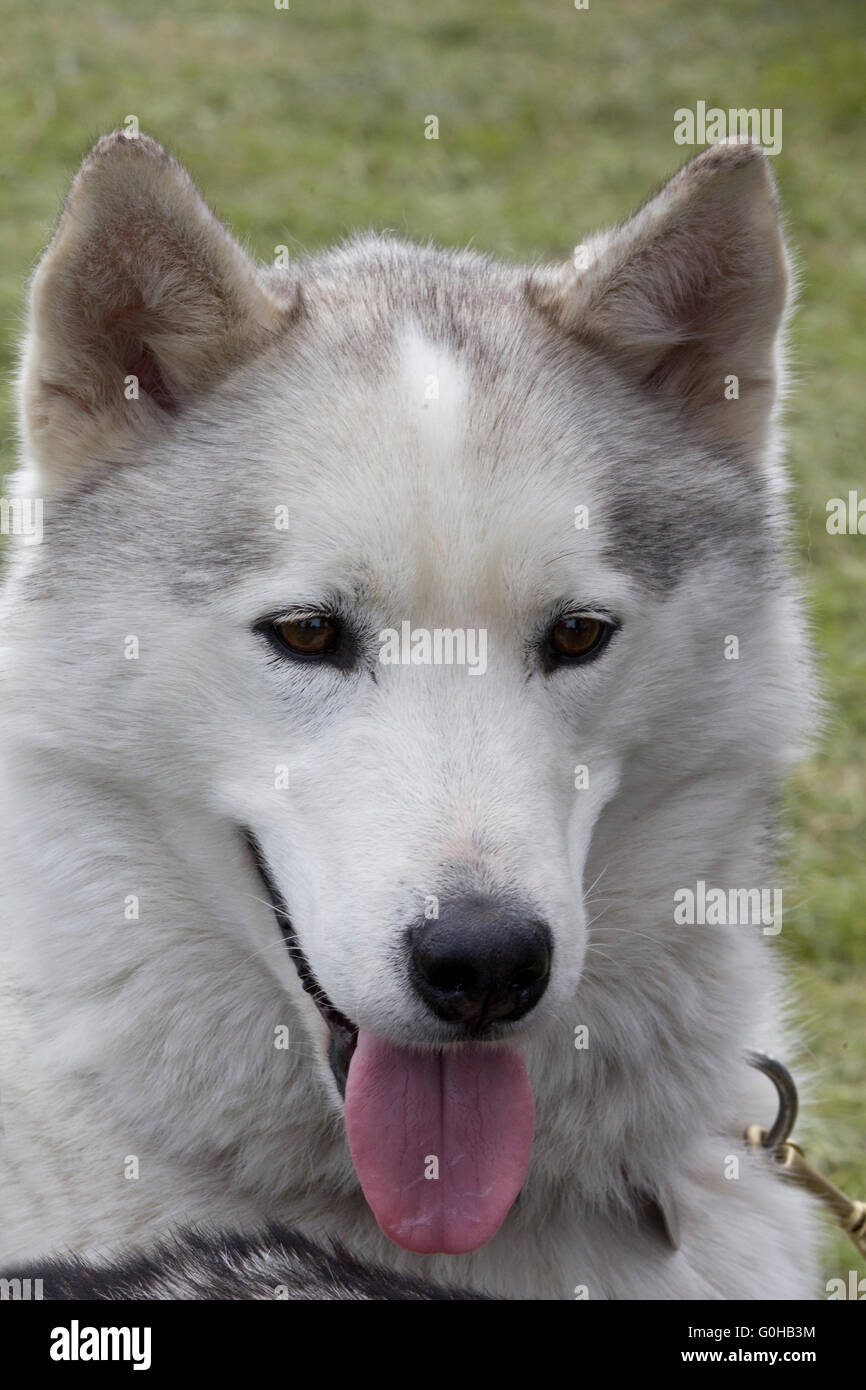 Husky markings hi-res stock photography and images - Alamy