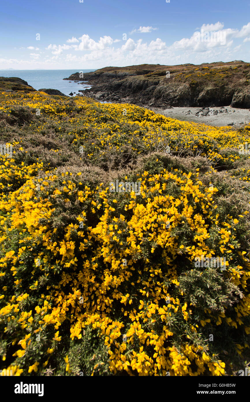 The Wales and Anglesey Coastal Path in North Wales. Picturesque view of ...