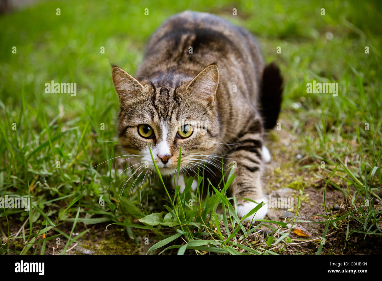 Scared cat hi-res stock photography and images - Alamy