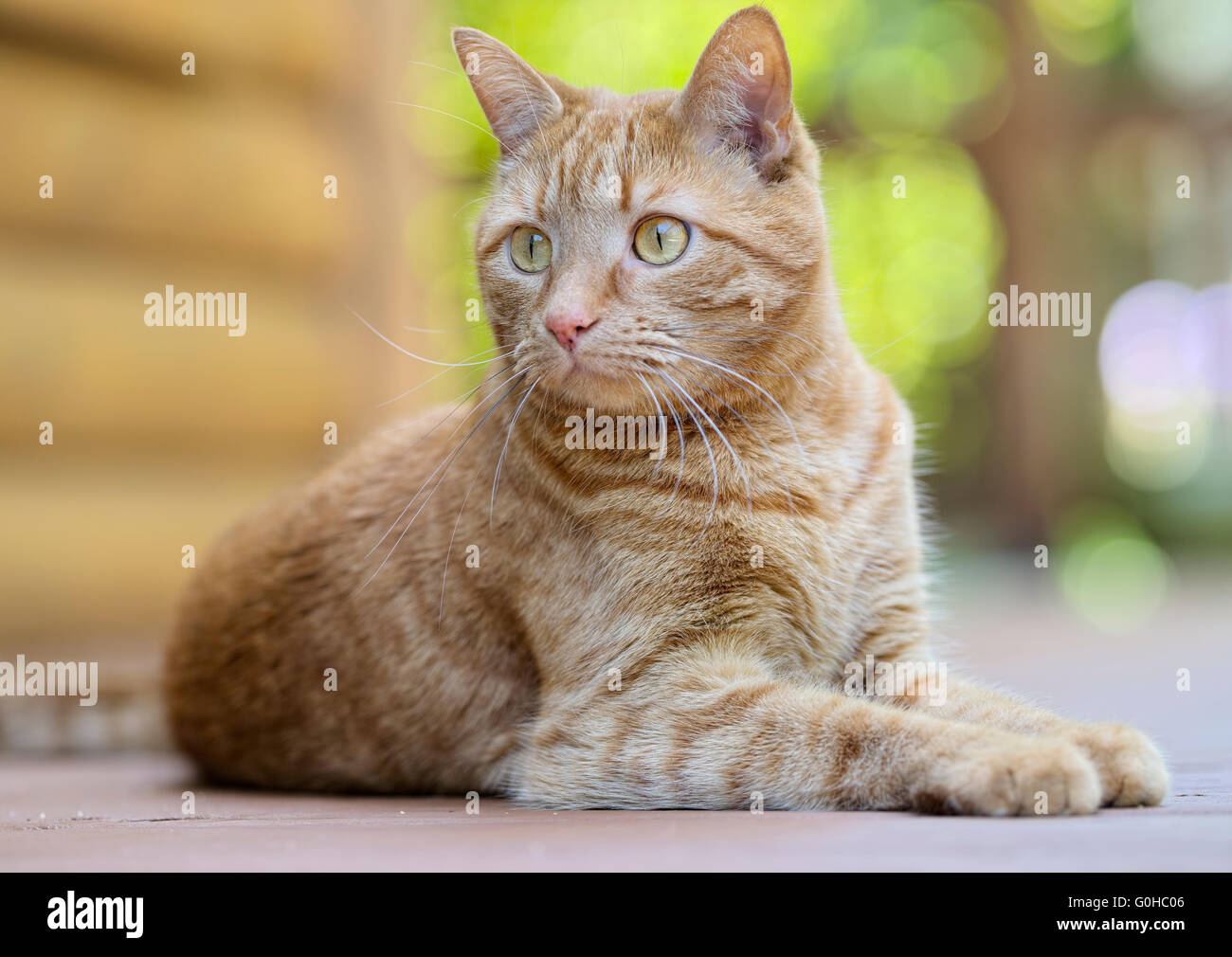 Male orange tabby cat lying down outdoors looking alert Stock Photo - Alamy