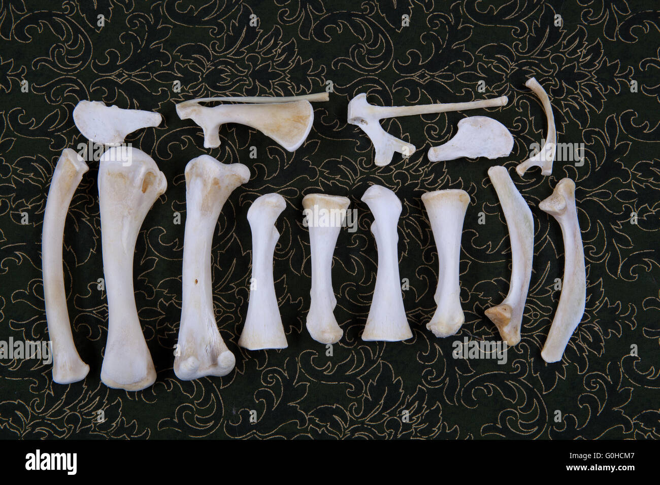 Dessicated Animal Bones from a chicken Stock Photo - Alamy