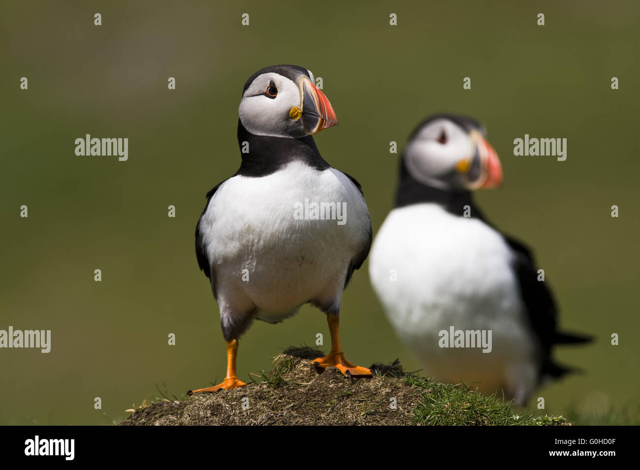 Clown birds hi-res stock photography and images - Alamy