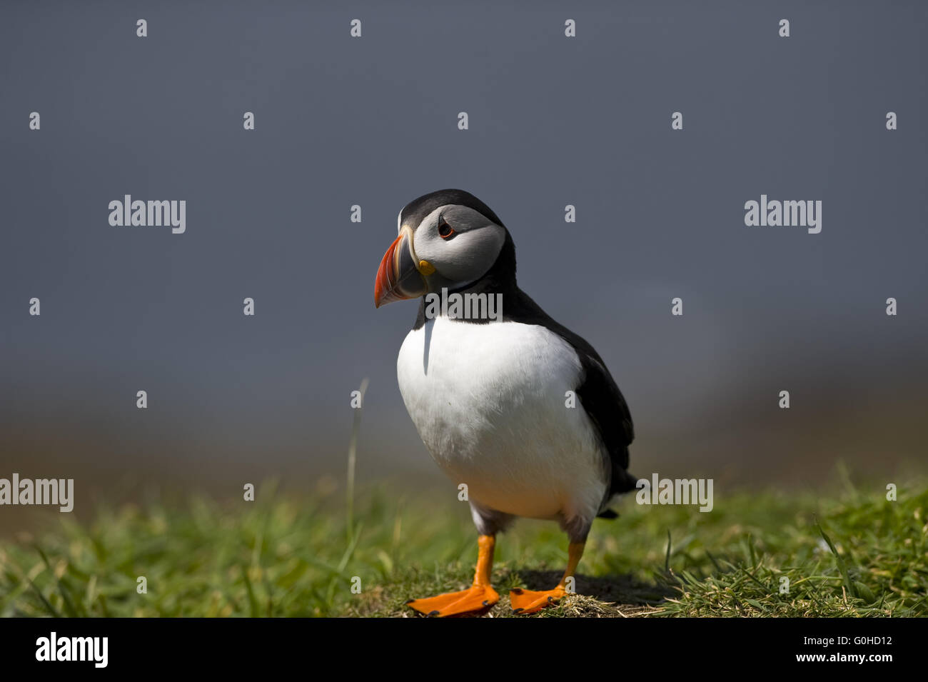 Clown bird hi-res stock photography and images - Alamy