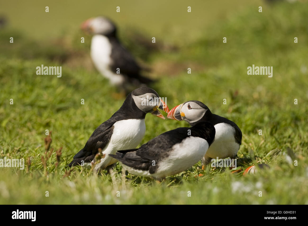 Clown birds hi-res stock photography and images - Alamy