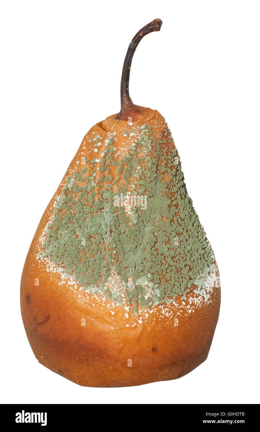 Rotten and moldy brown winter pear closeup isolated on white background ...
