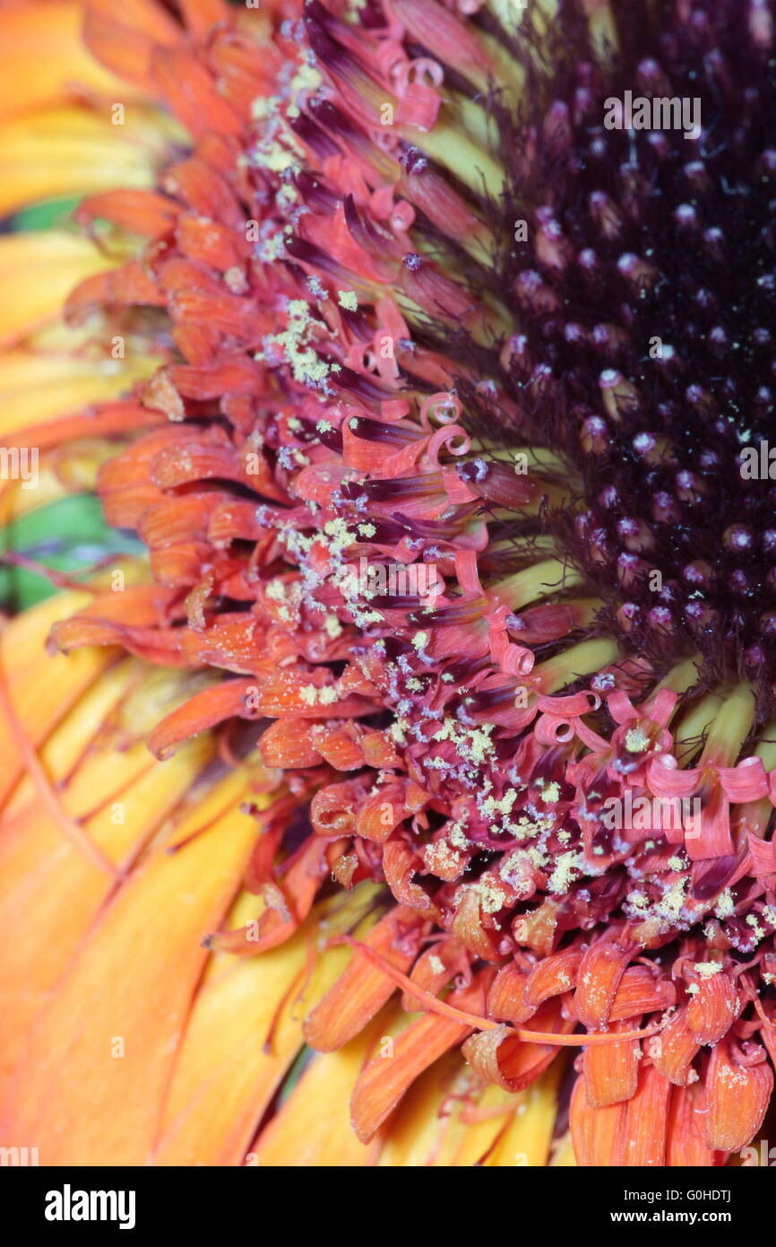 flower pollen abstract background Stock Photo - Alamy