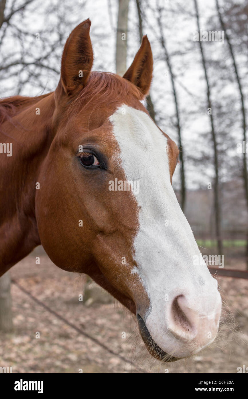 Sad horse hi-res stock photography and images - Alamy