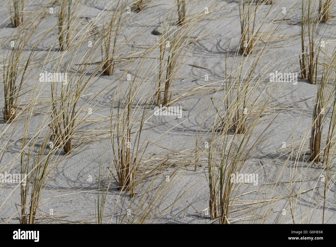 Beachgrass hi-res stock photography and images - Alamy