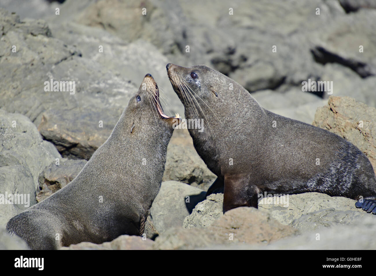 Competition with seals hi-res stock photography and images - Alamy