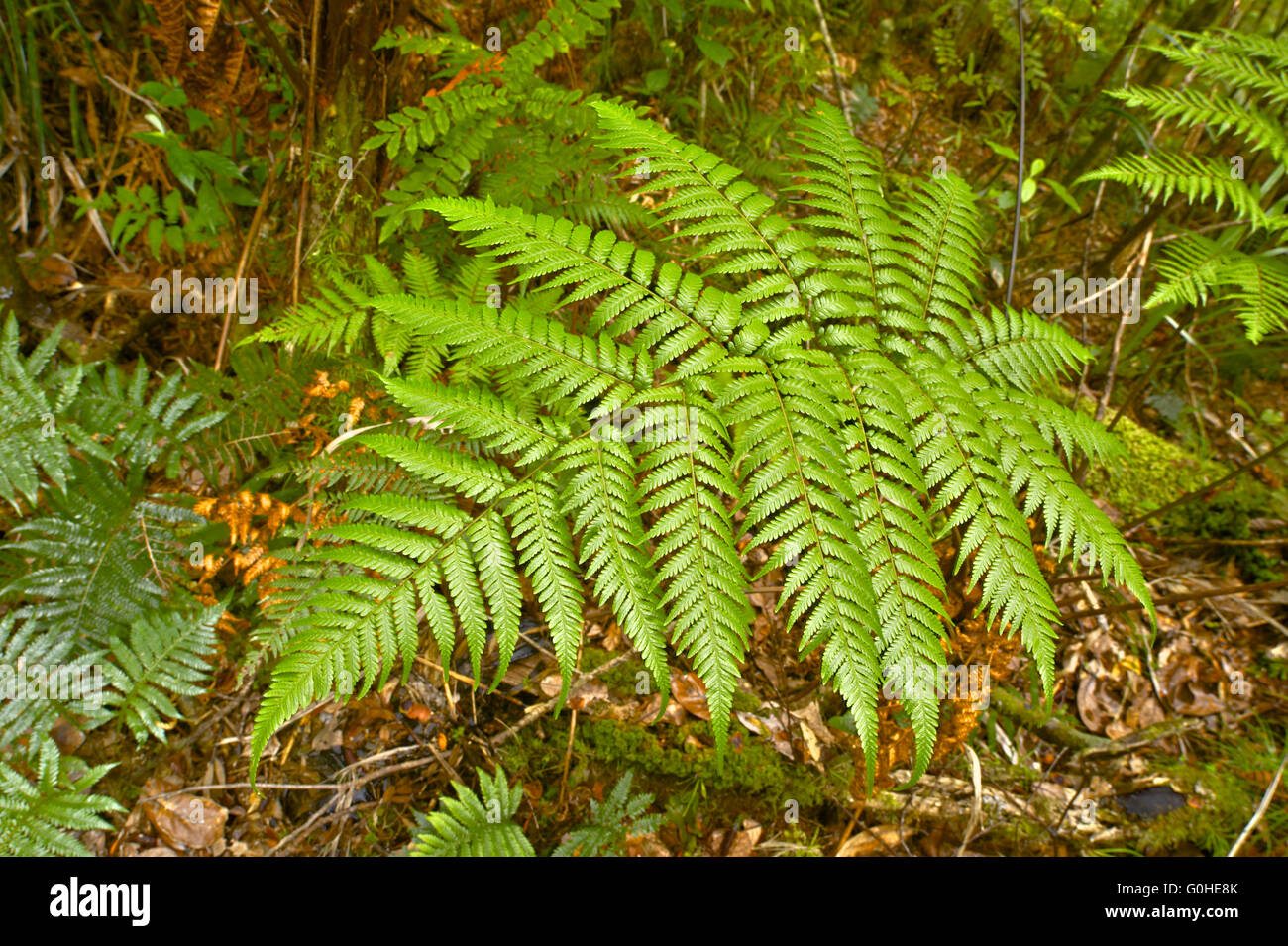 Triassic Fern