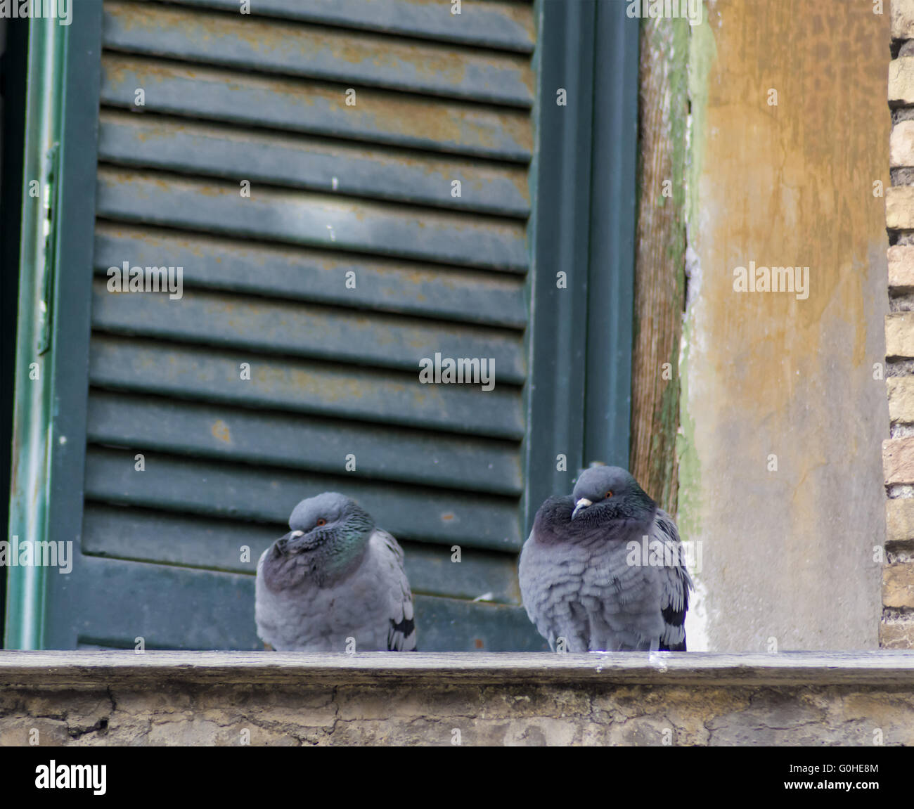 Pigeons bank hi-res stock photography and images - Alamy