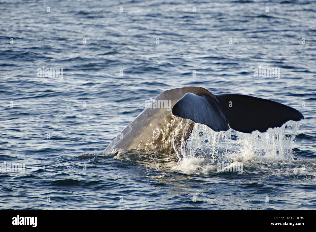 Sperm whale hi-res stock photography and images - Alamy