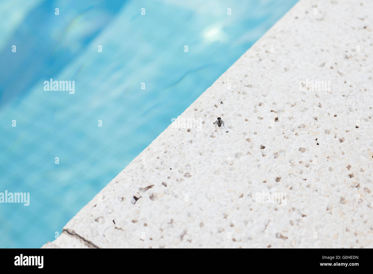 Detailed view of ant on swimming pool side Stock Photo - Alamy
