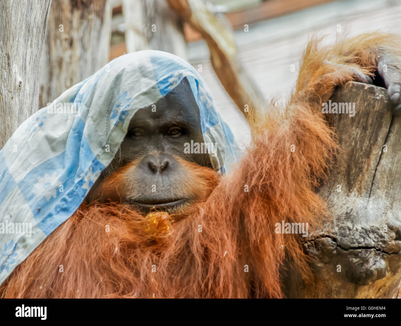 Bored animal zoo hi-res stock photography and images - Alamy