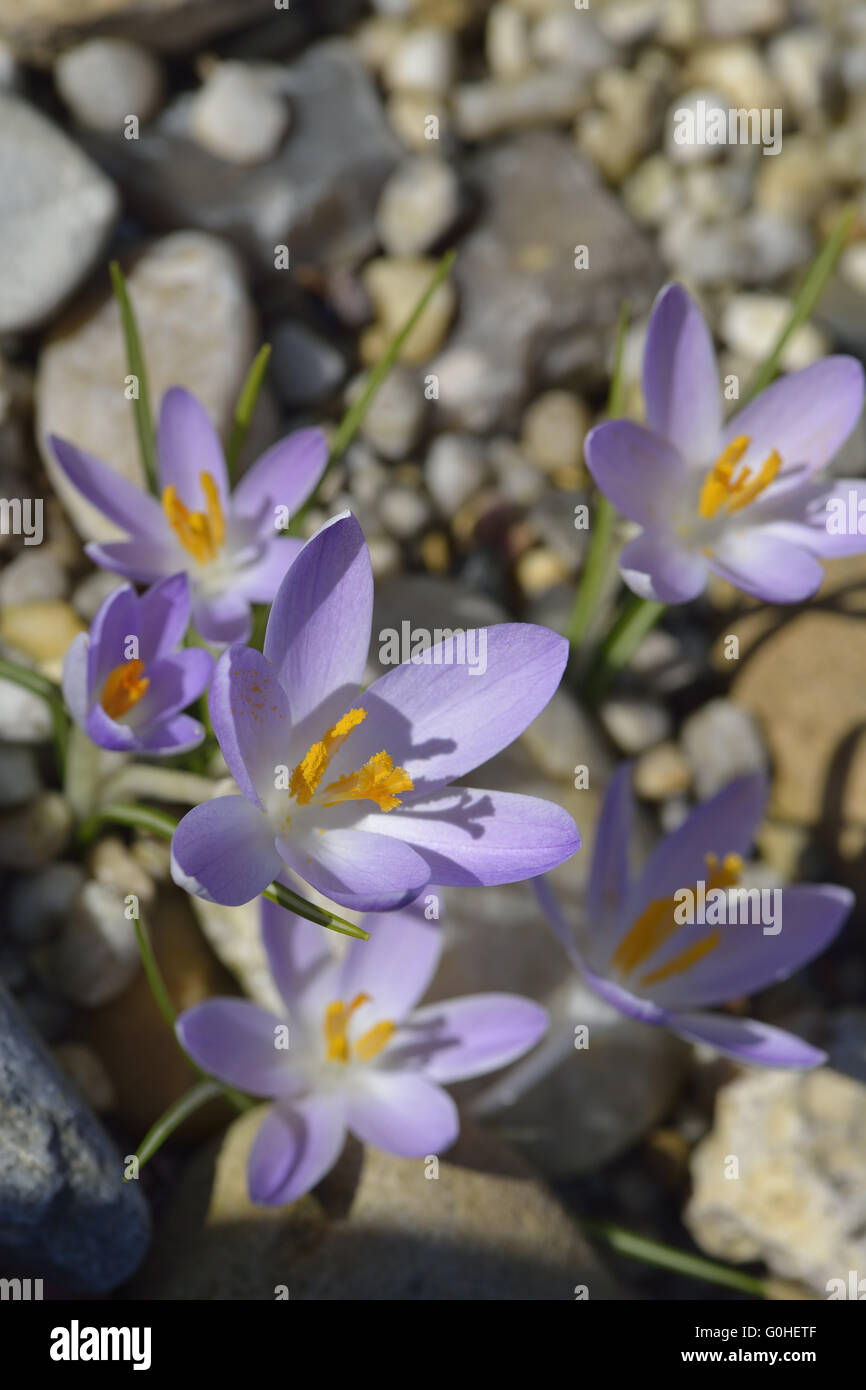 Crocus meadow blooming krokusbluete hi-res stock photography and images ...